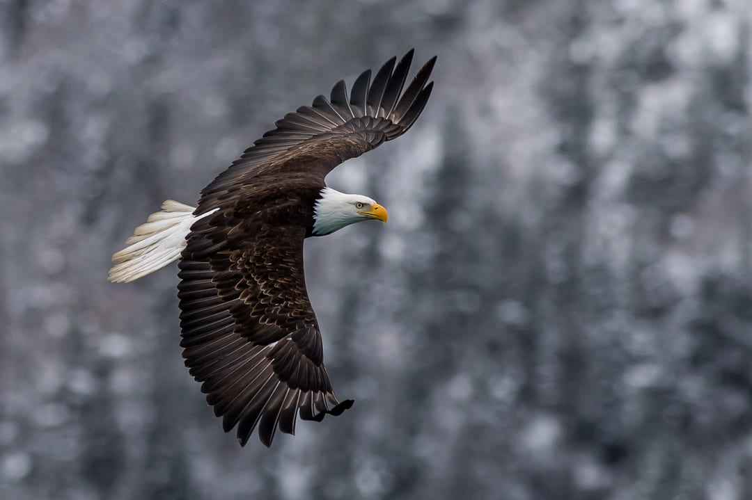 Winning Your VA Claim for Chloracne